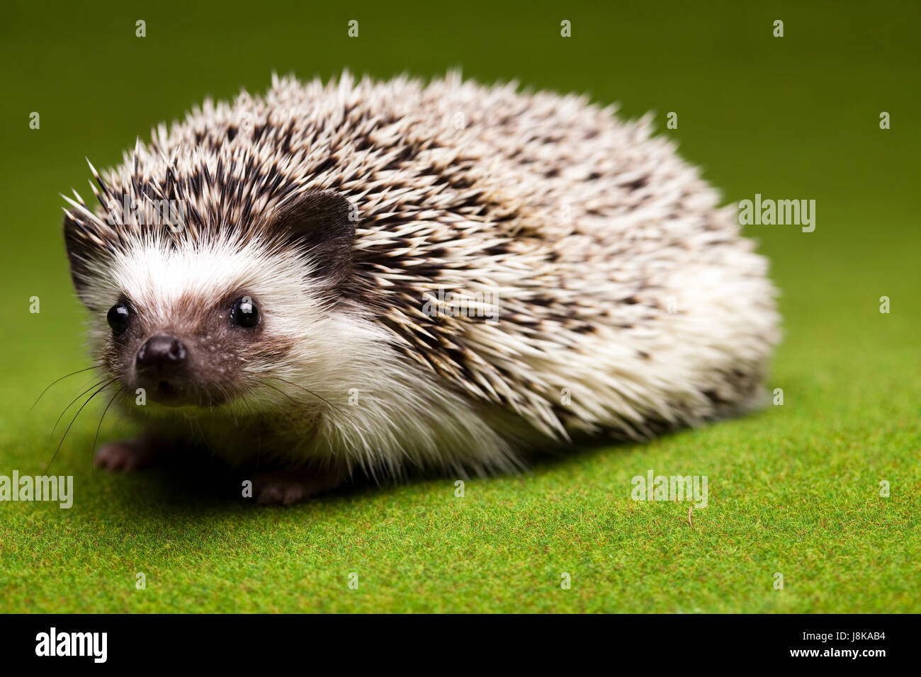 animal, mammal, creature, wildlife, hedge, hedgehog, nature, fall ...
