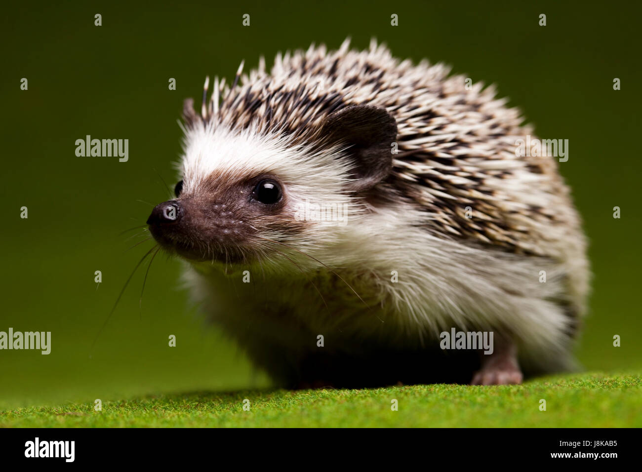animal, mammal, creature, wildlife, hedge, hedgehog, nature, fall ...
