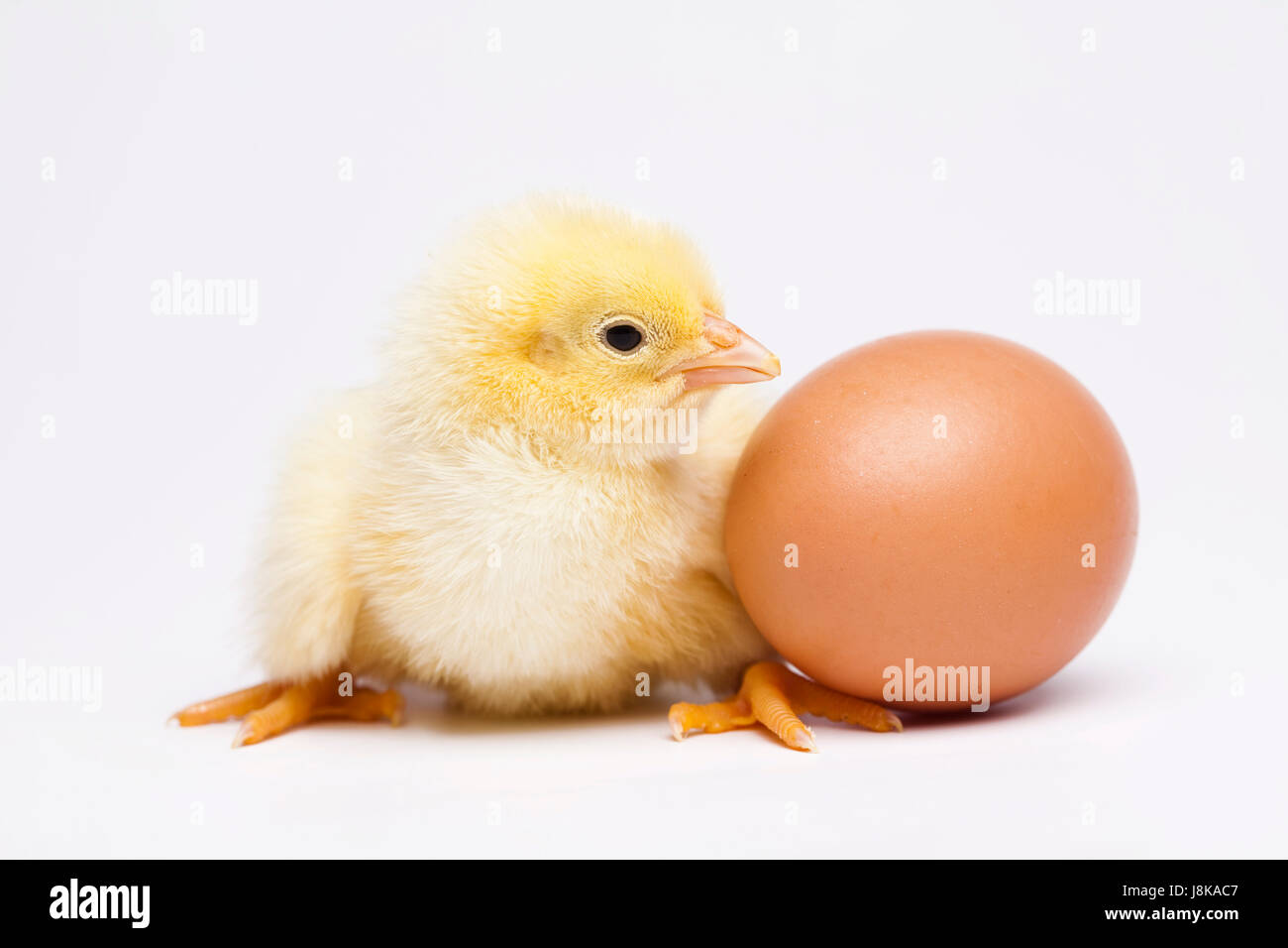 animal, bird, small, tiny, little, short, easter, cub, baby, chicken ...