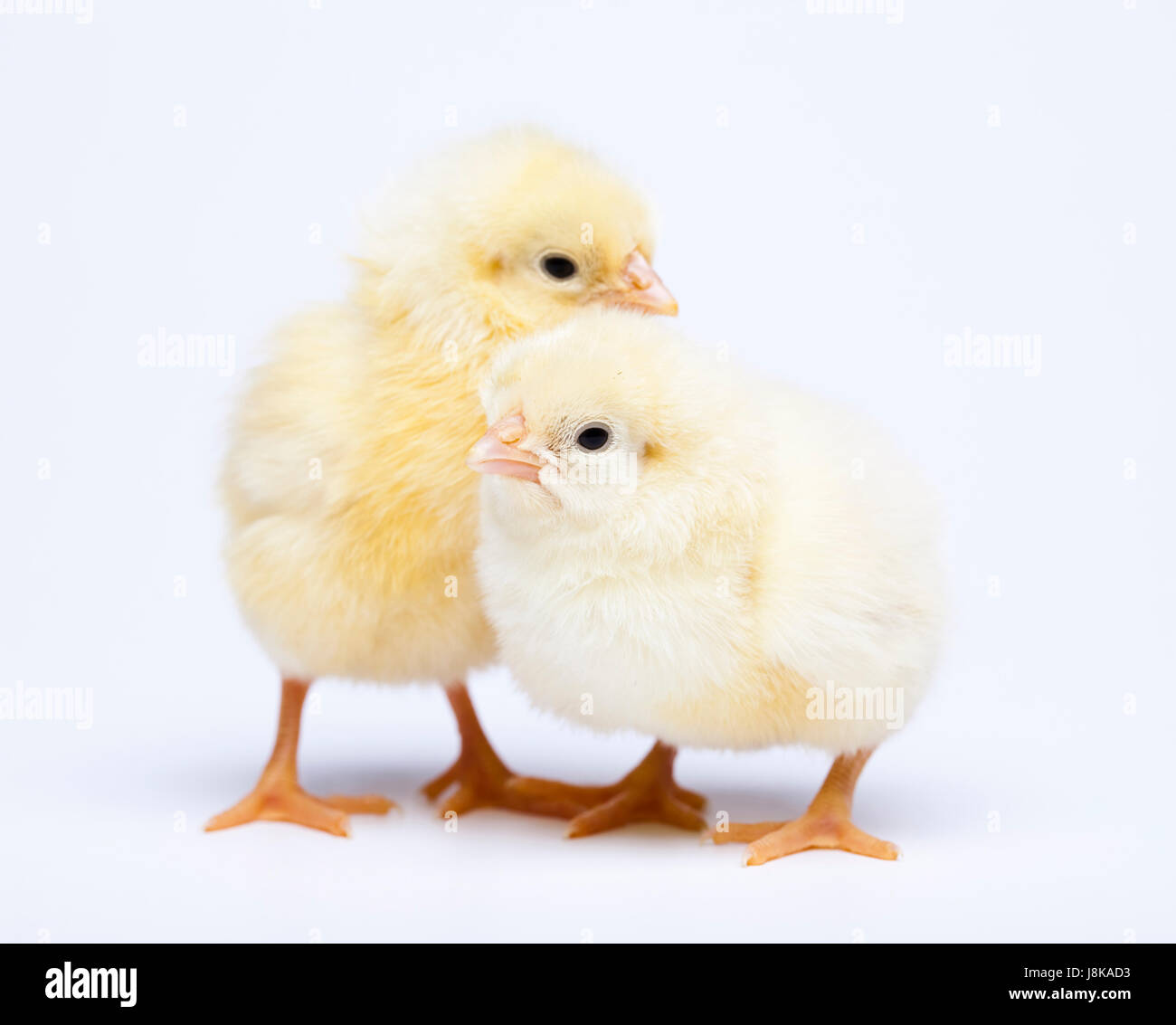 animal, bird, small, tiny, little, short, easter, cub, baby, chicken ...