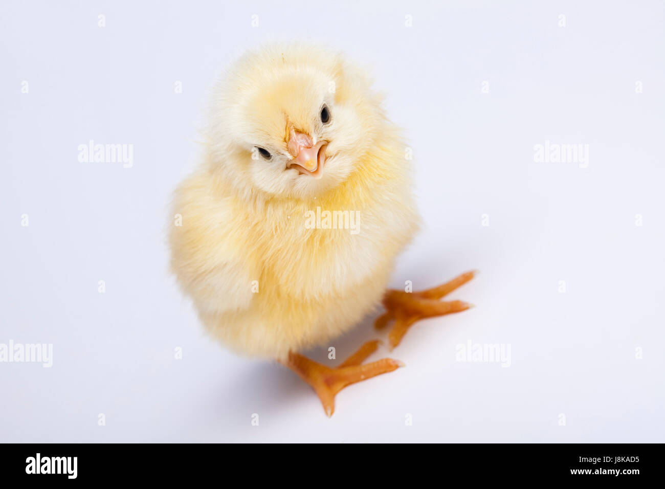 animal, bird, small, tiny, little, short, easter, cub, baby, chicken ...