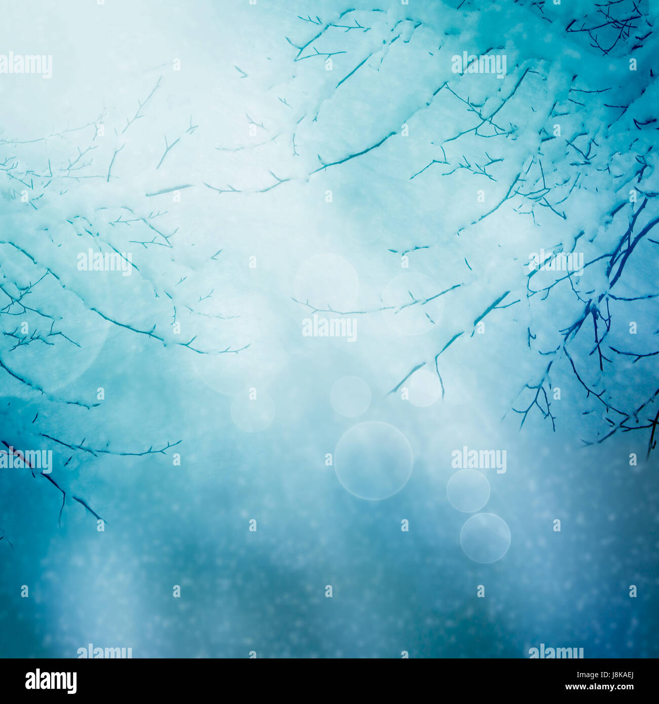 tree, trees, winter, frozen, christmas, backdrop, background, forest ...