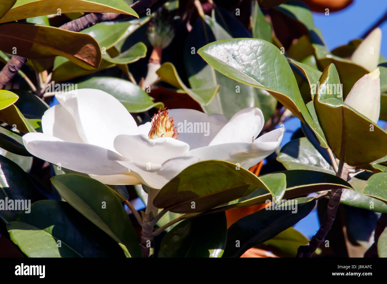 Magnolia flower in foliage Stock Photo - Alamy