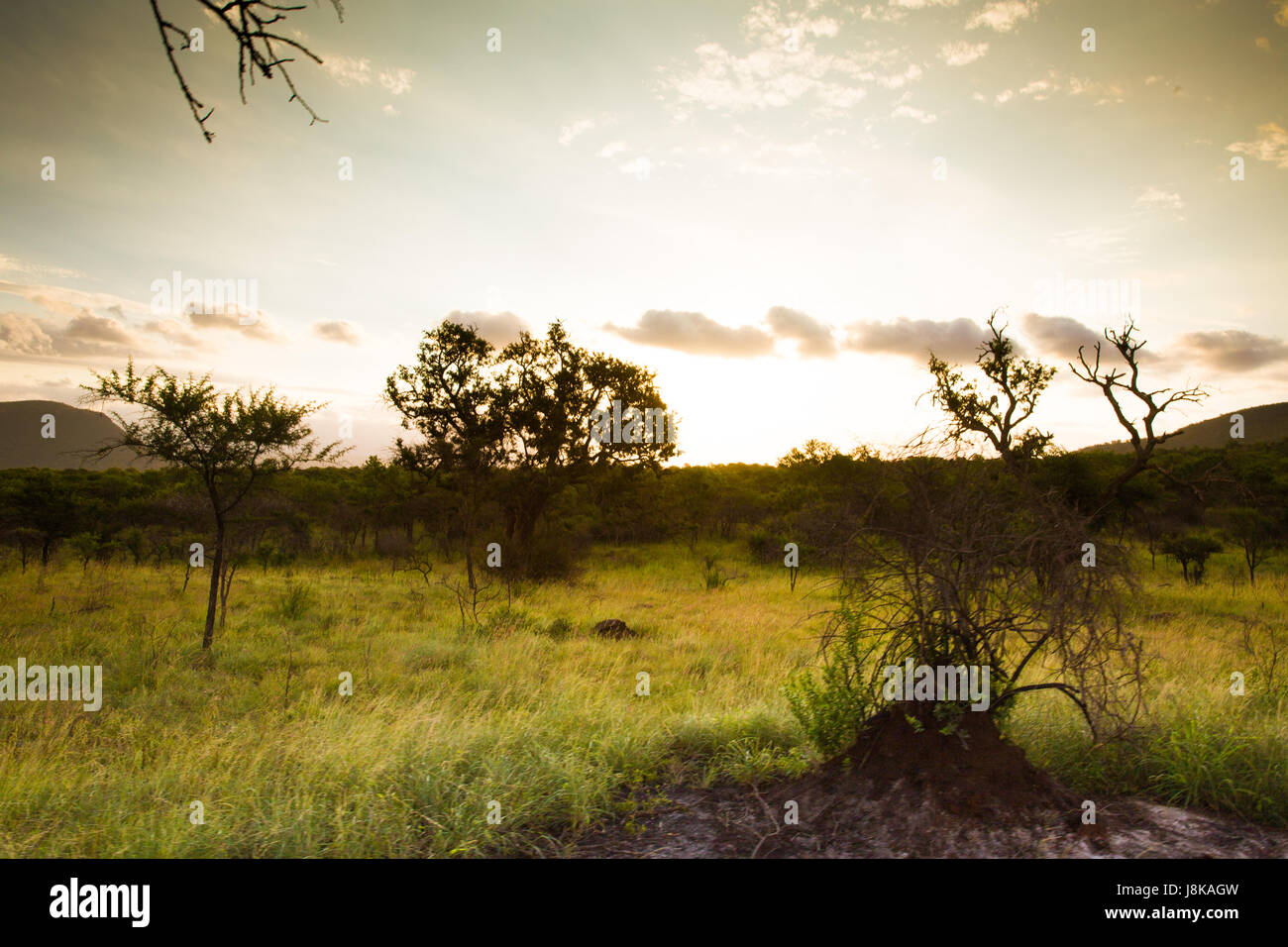 Mkuze park hi-res stock photography and images - Alamy