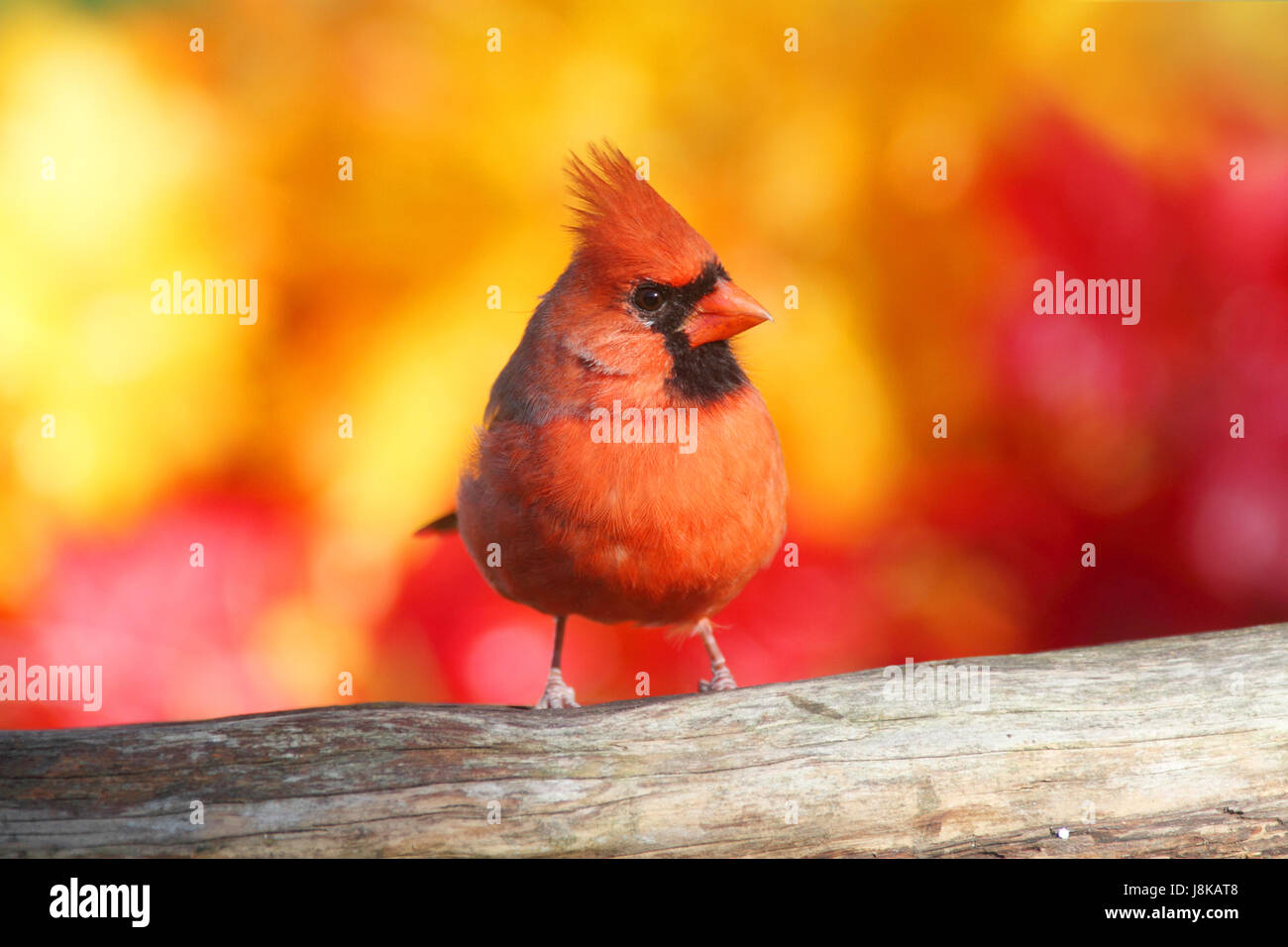 tree, wild, wildlife, cardinal, colorful, nature, fall, autumn, tree ...