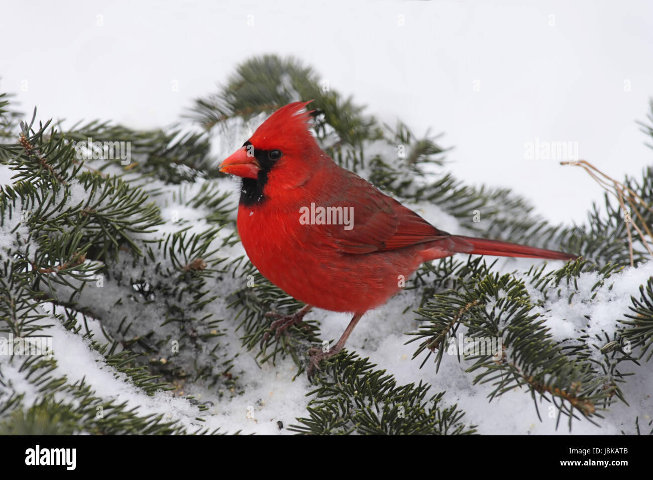 tree, bird, wild, snow, coke, cocaine, material, drug, anaesthetic ...