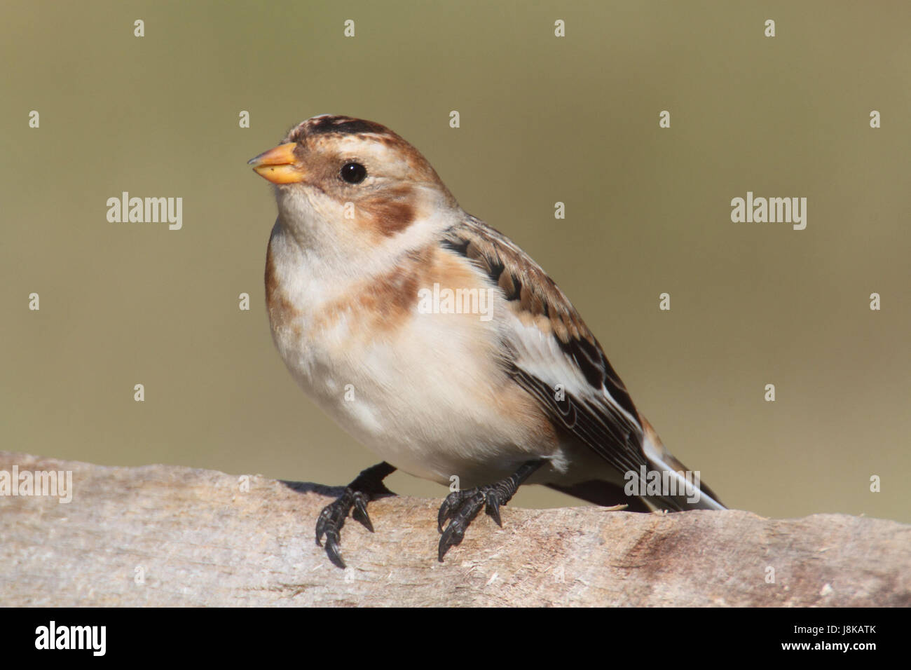 bird, snow, coke, cocaine, material, drug, anaesthetic, addictive drug ...