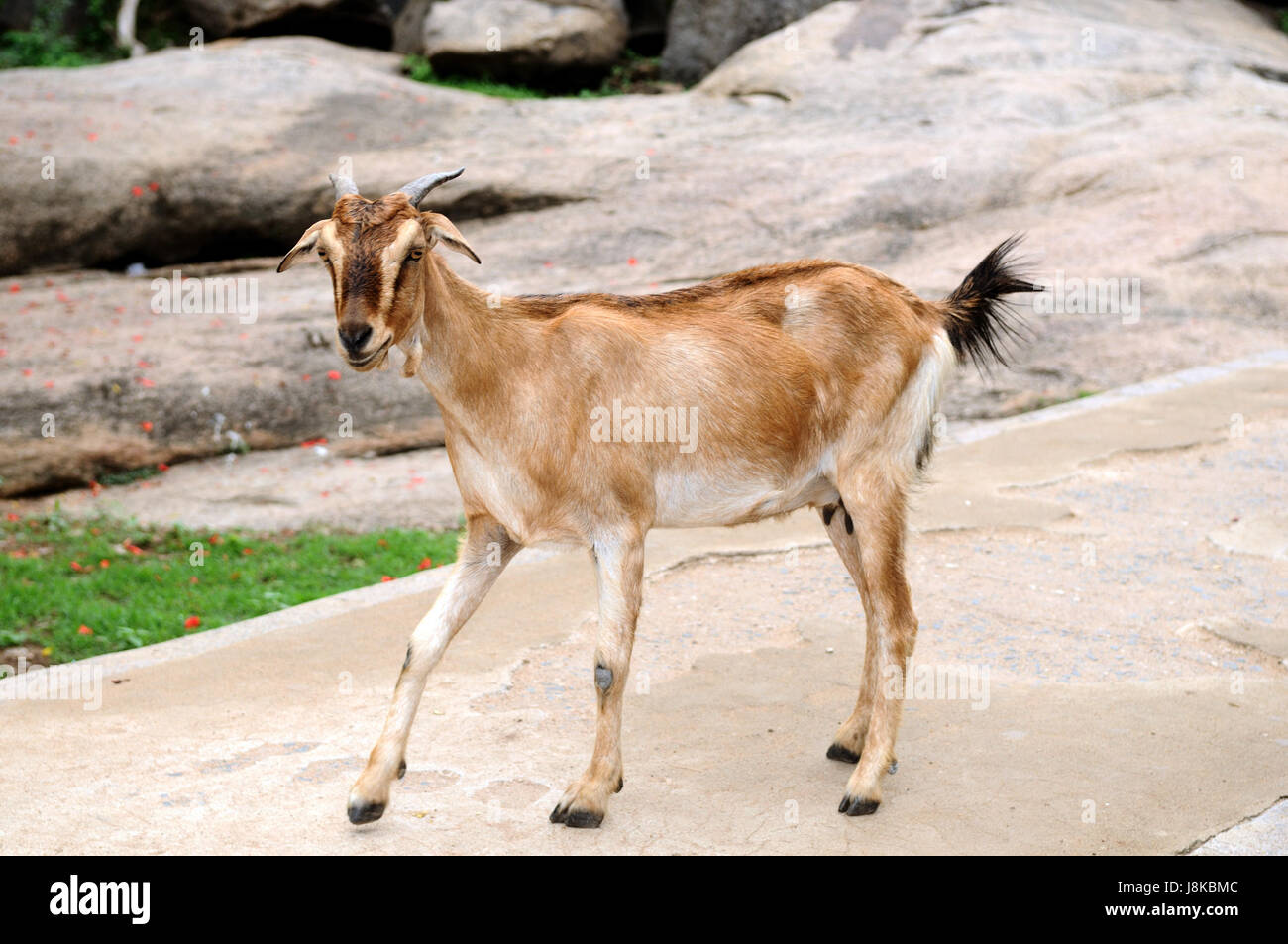 food, aliment, hill, park, animal, mammal, agriculture, farming, field ...