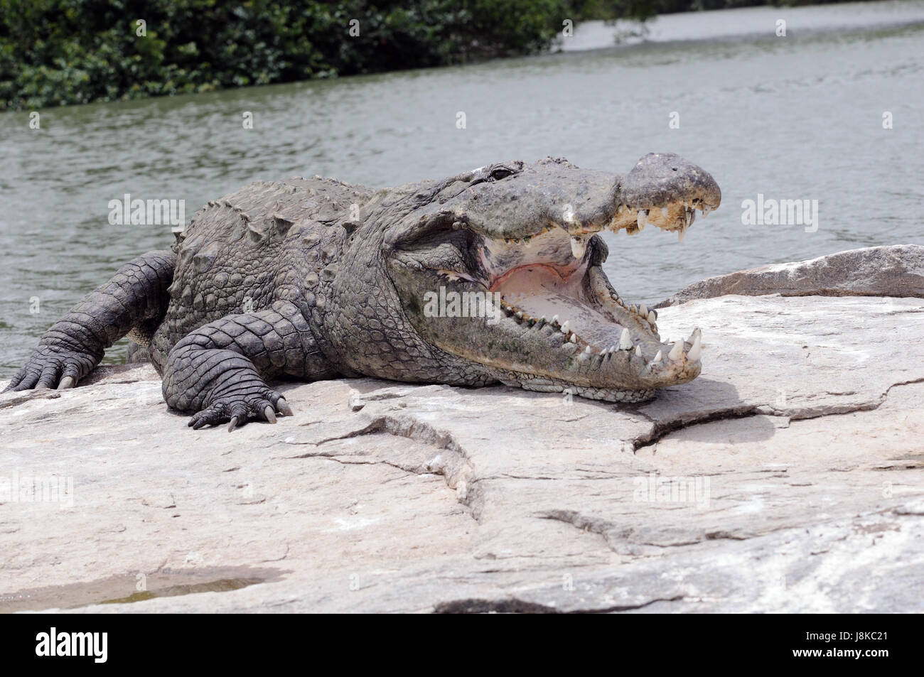 danger, colour, model, design, project, concept, plan, draft, animal ...