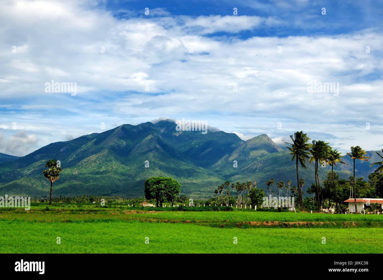 blue, colour, tree, heaven, paradise, wood, agriculture, farming, shine ...