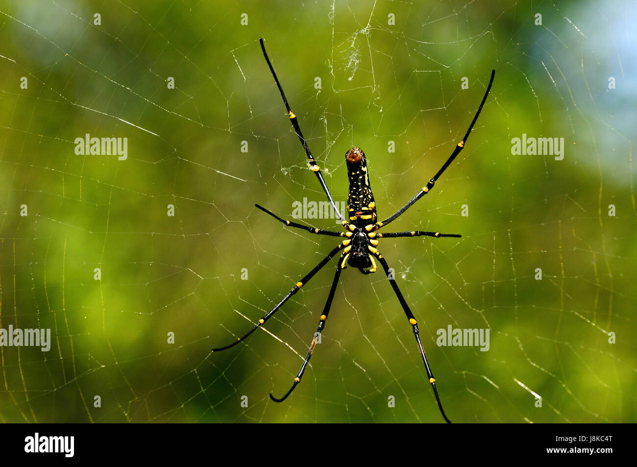 legs, danger, macro, close-up, macro admission, close up view, insect ...