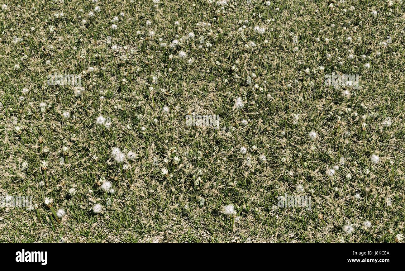 3d illustration of a grass field from top view Stock Photo - Alamy