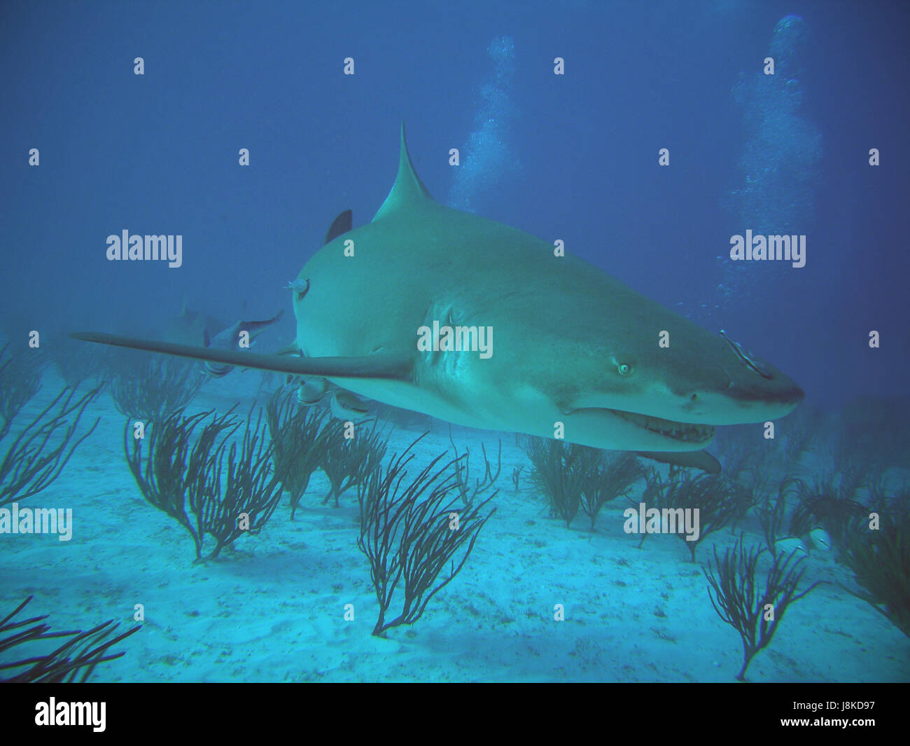 dentist, care of the teeth, shark, spa, wellness, holiday, vacation ...
