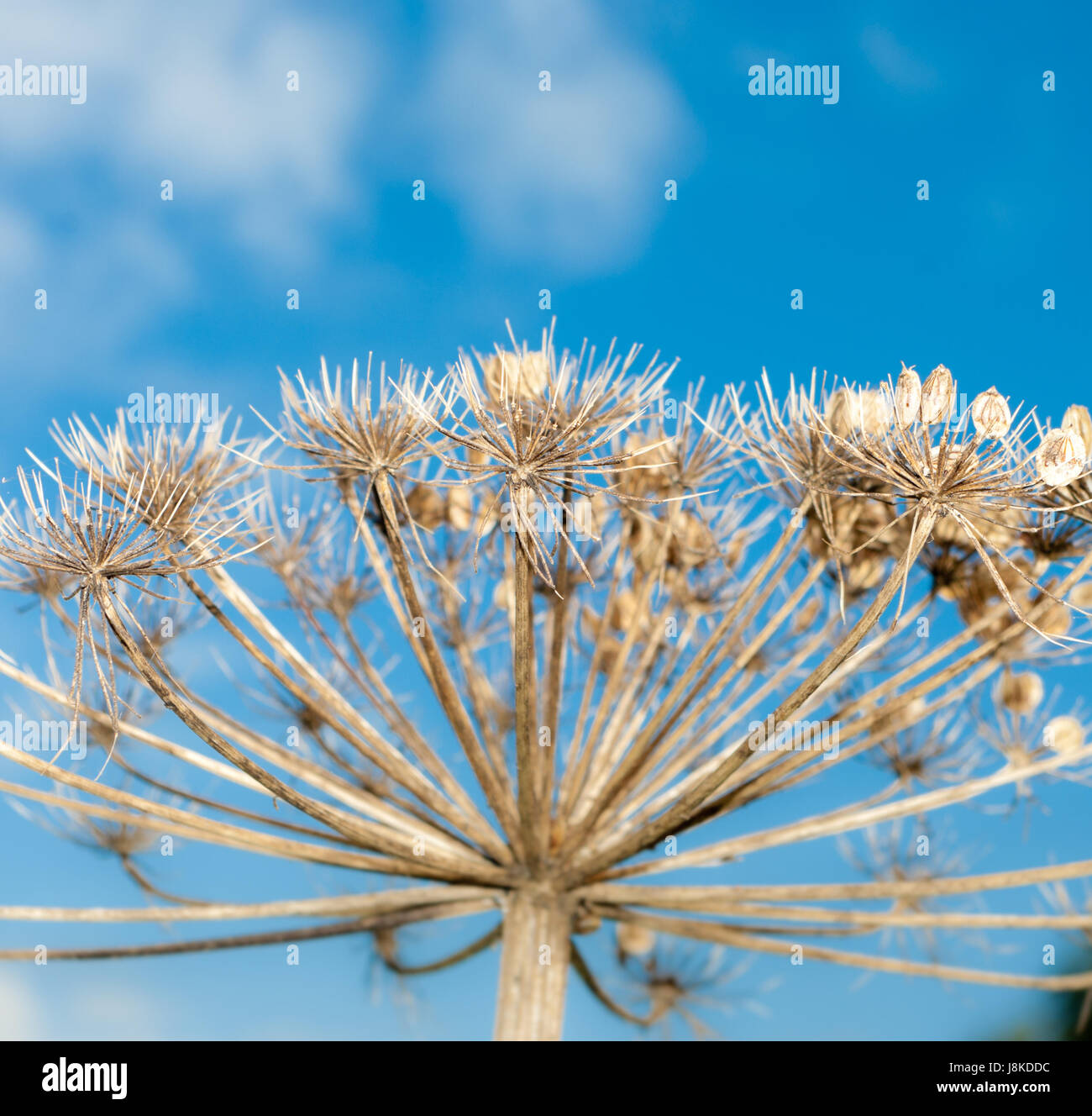 blue, closeup, winter, giant, flower, flowers, plant, flora, botany ...