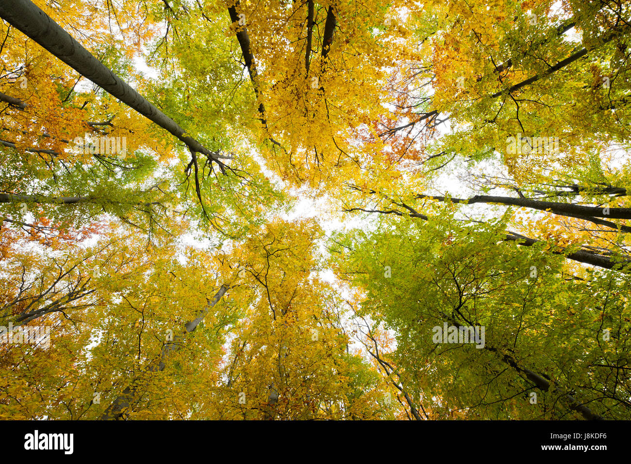 leaf, environment, enviroment, tree, woods, forest, fall, autumn, big ...