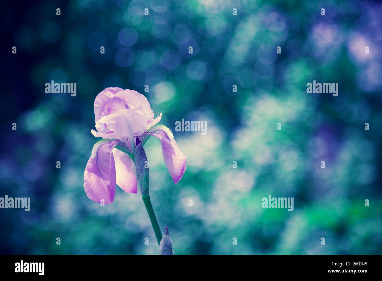 Sunny iris hi-res stock photography and images - Alamy