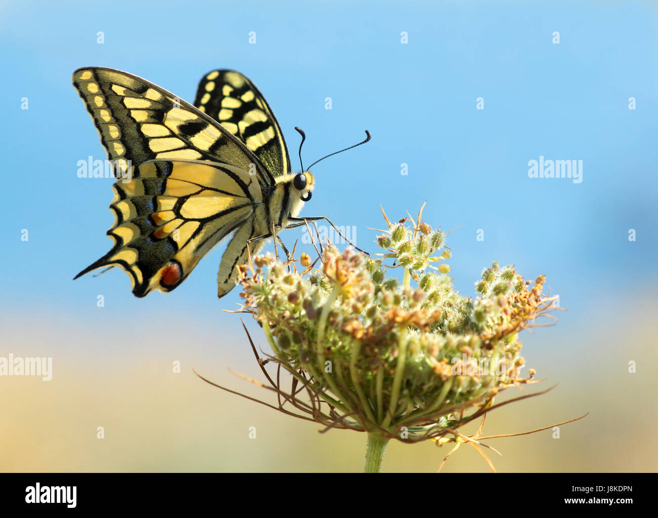 blue, butterfly, moth, swallowtail, firmament, sky, blue, butterfly ...