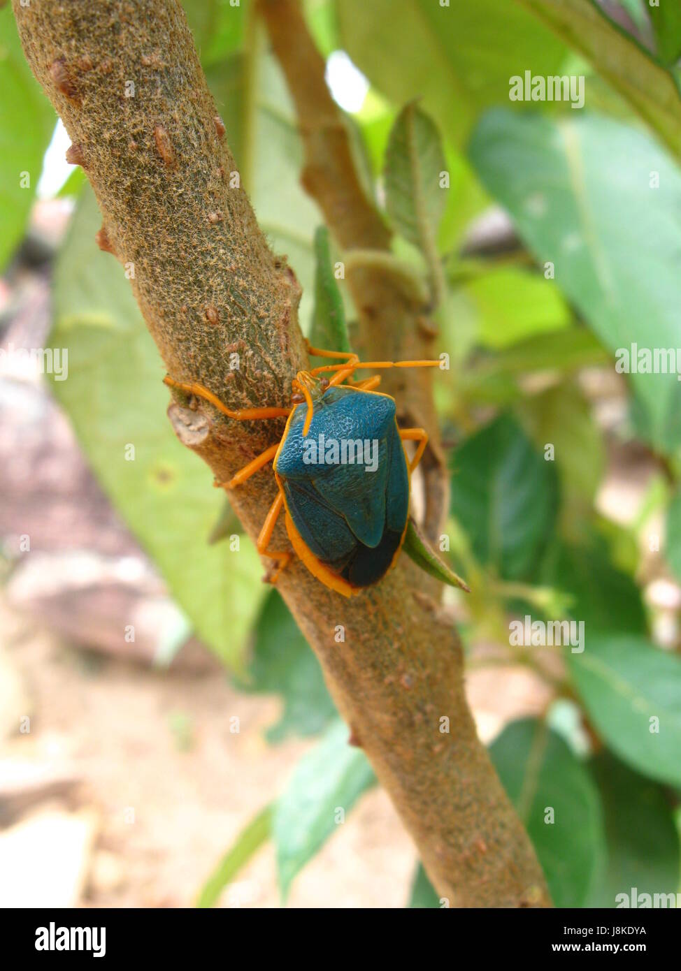 insects, biotop, bug, venezuela, leaf, animal, insect, insects, green ...
