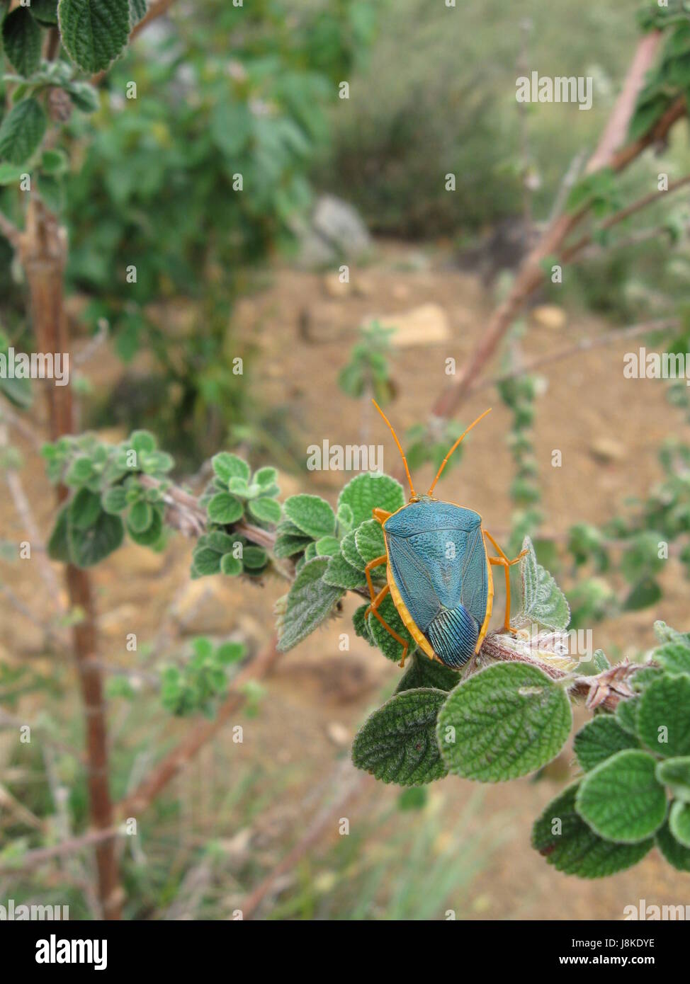 insects, biotop, bug, venezuela, leaf, animal, insect, insects, green ...