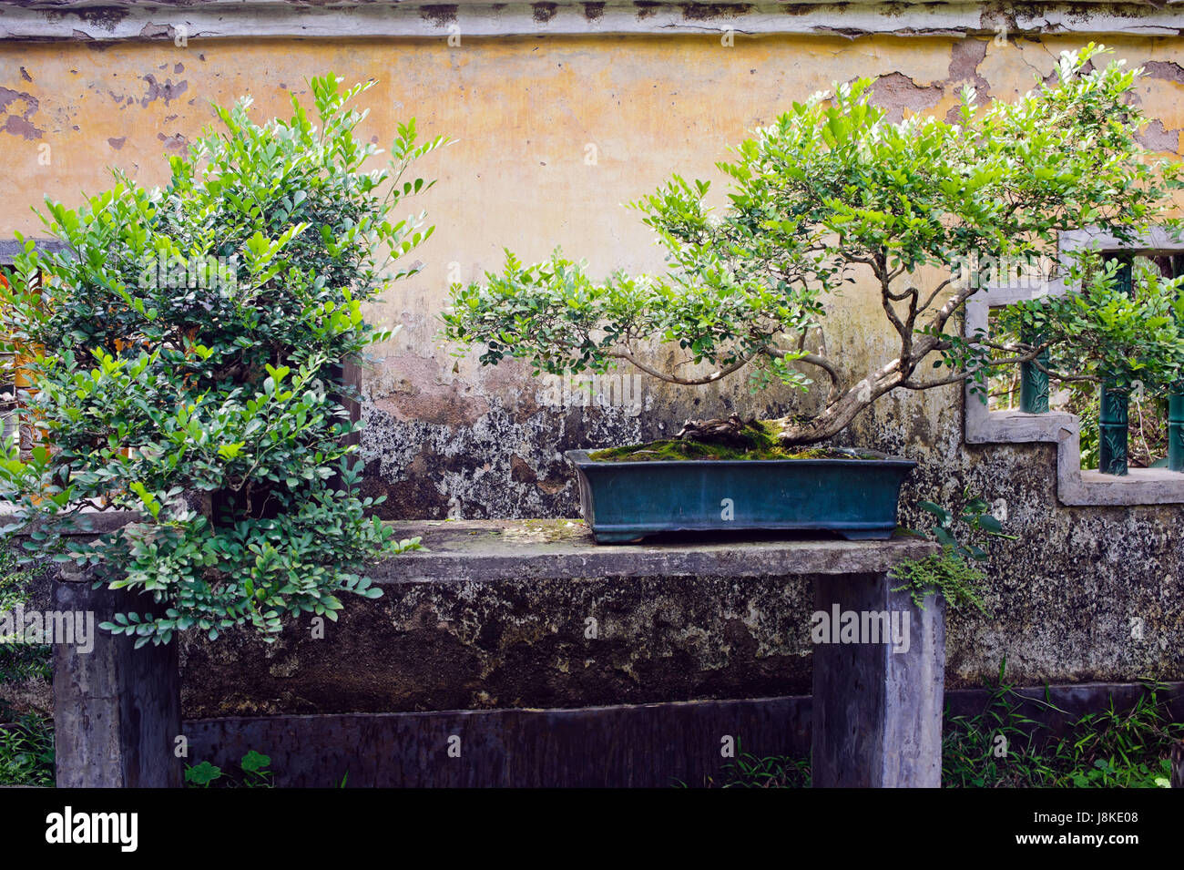 leaf, model, design, project, concept, plan, draft, tree, garden, wood ...