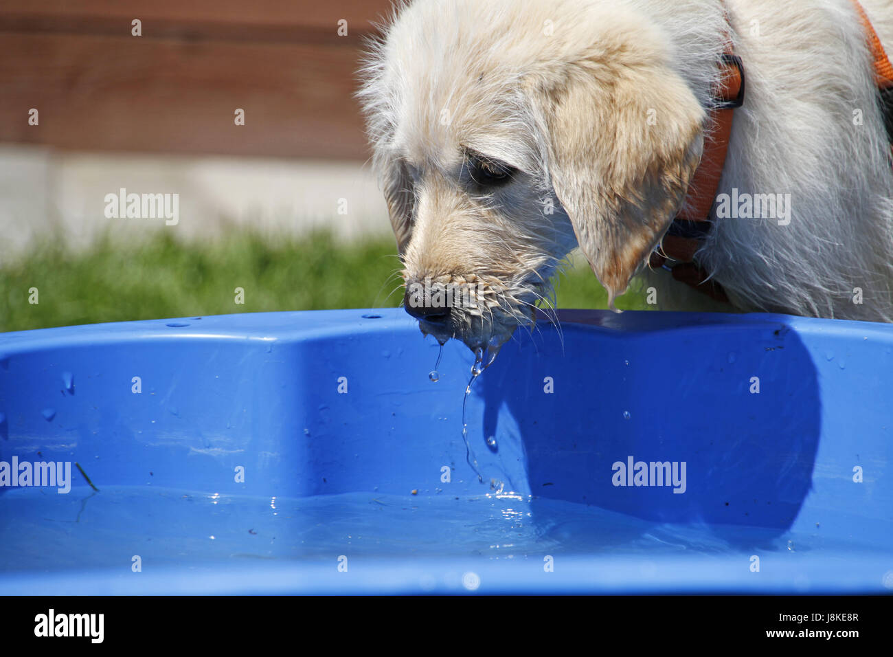 poodle, puppy, trend, cute, labrador, drink, drinking, bibs, dog ...