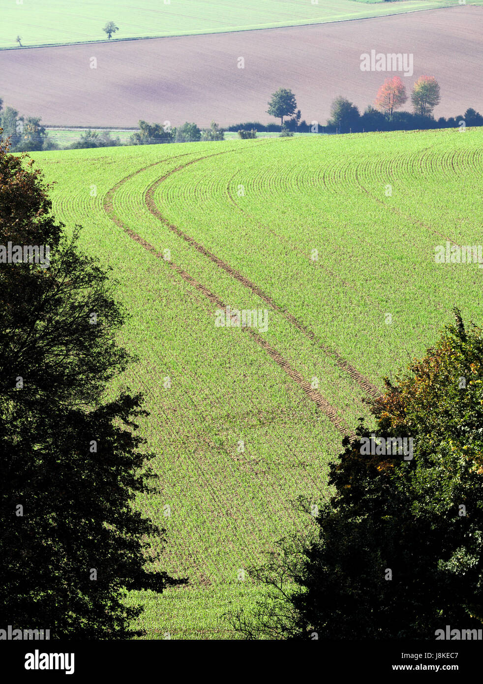 tree, field, acre, infield, differential, forest, line, fall, autumn ...