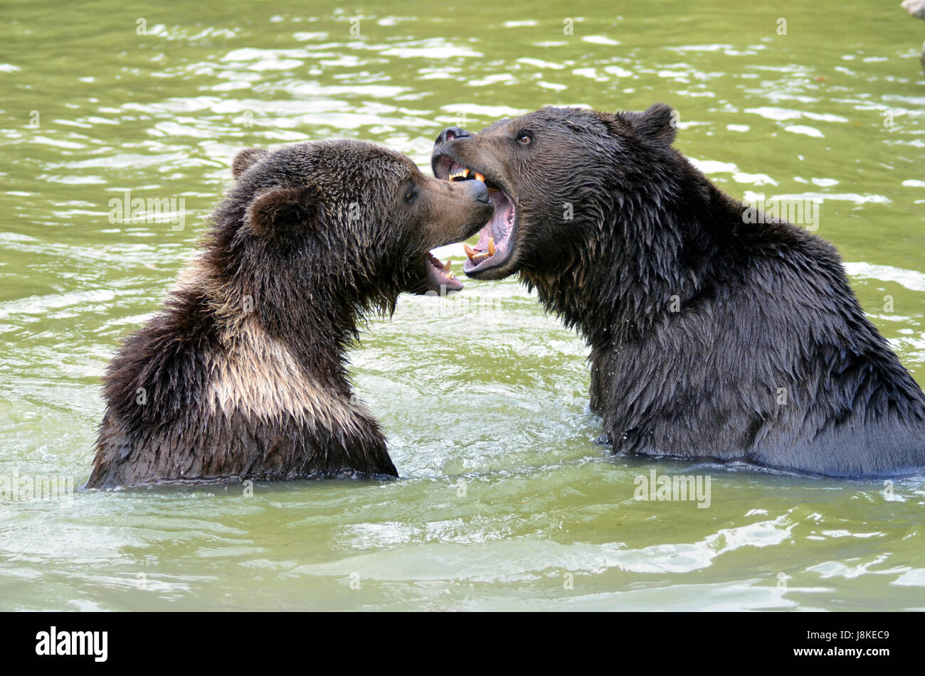 mammal, bear, zoo, predator, powerful, animal, mammal, bear, zoo, skin ...