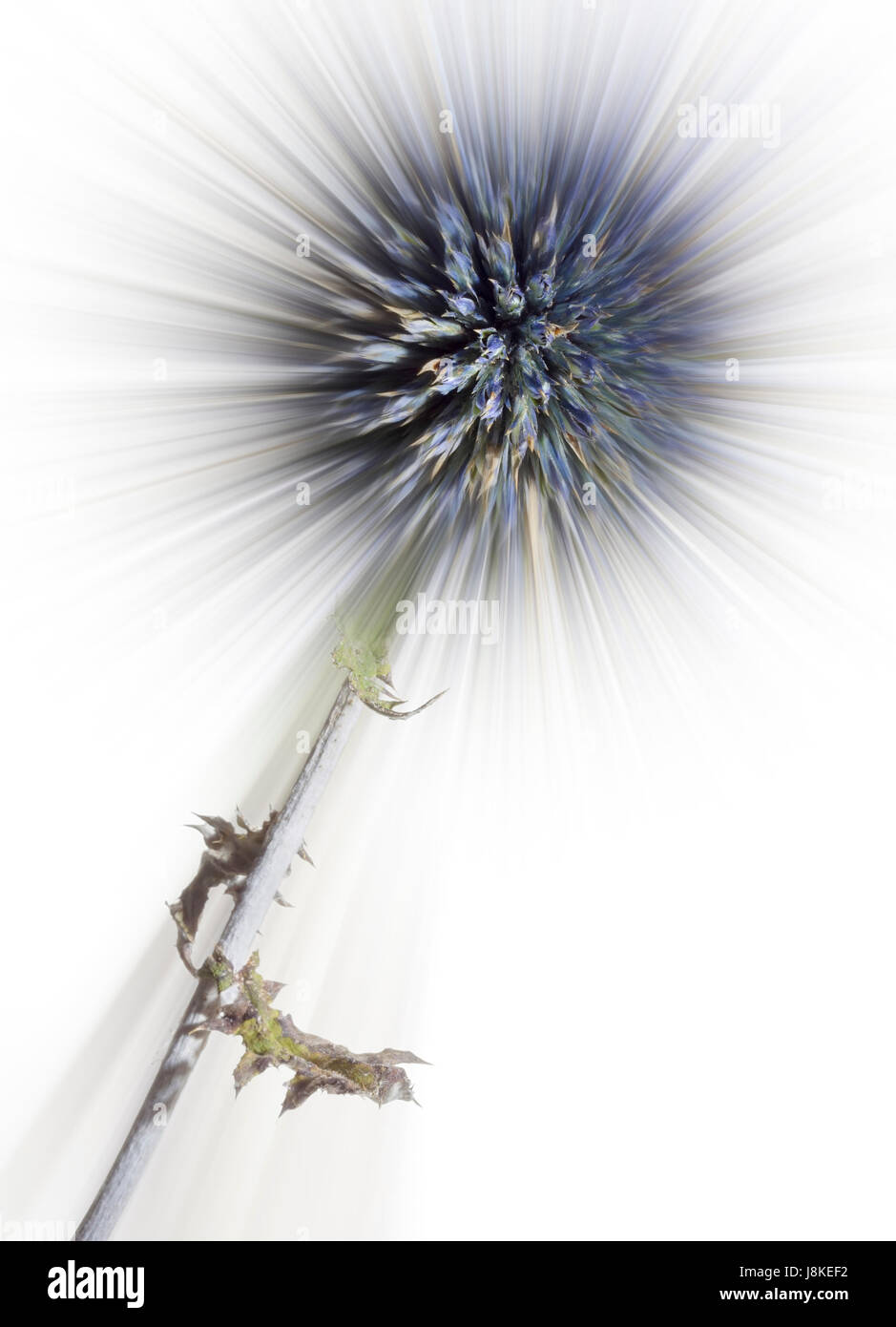 radiation modified blue thistle flower in white back Stock Photo - Alamy