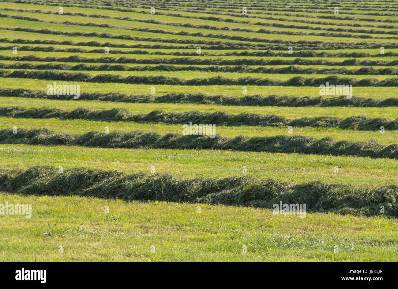 Mowed flat hi-res stock photography and images - Alamy