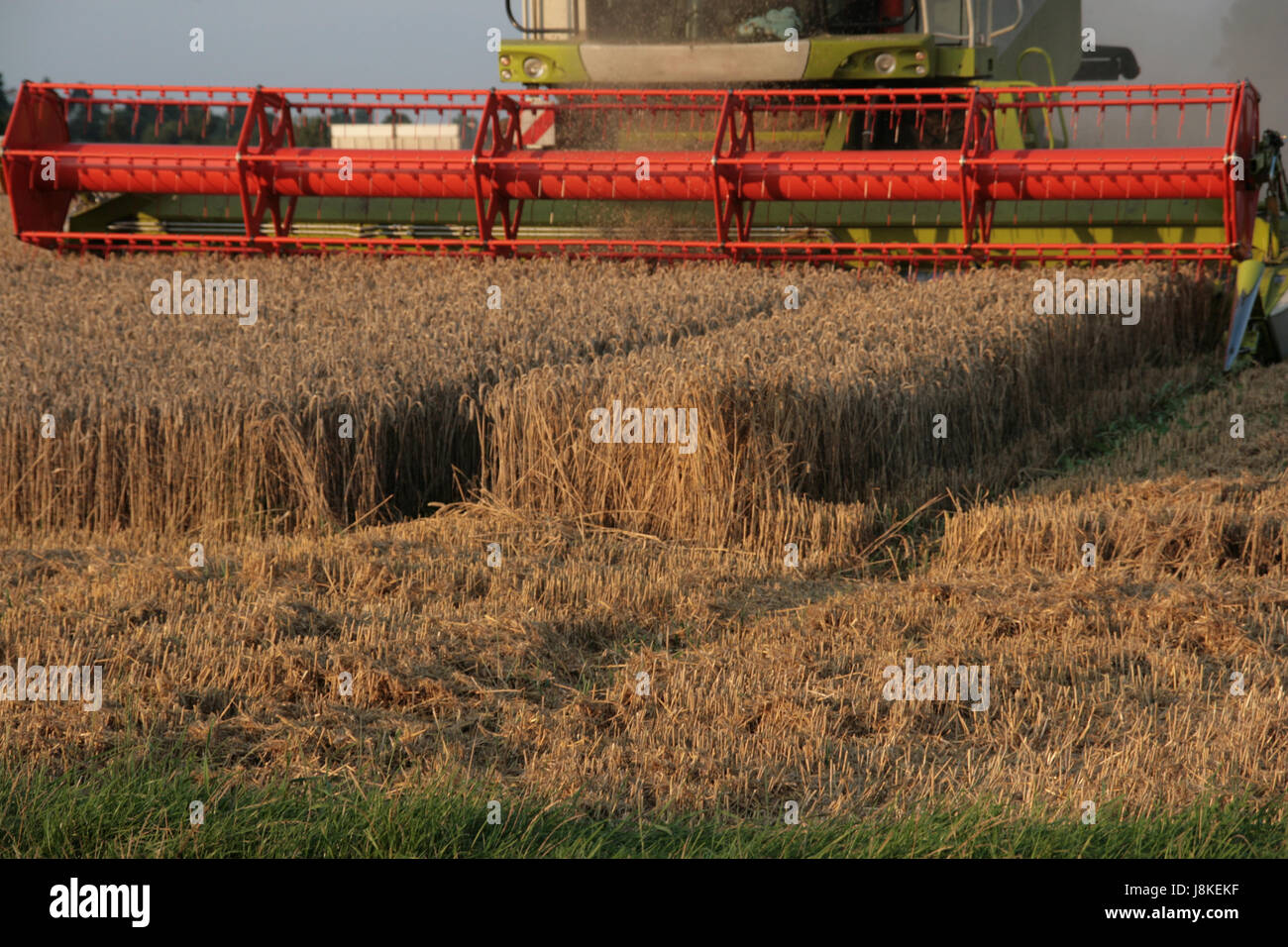 dust, grain, corn field, combine harvester, harvest, cereal, food ...