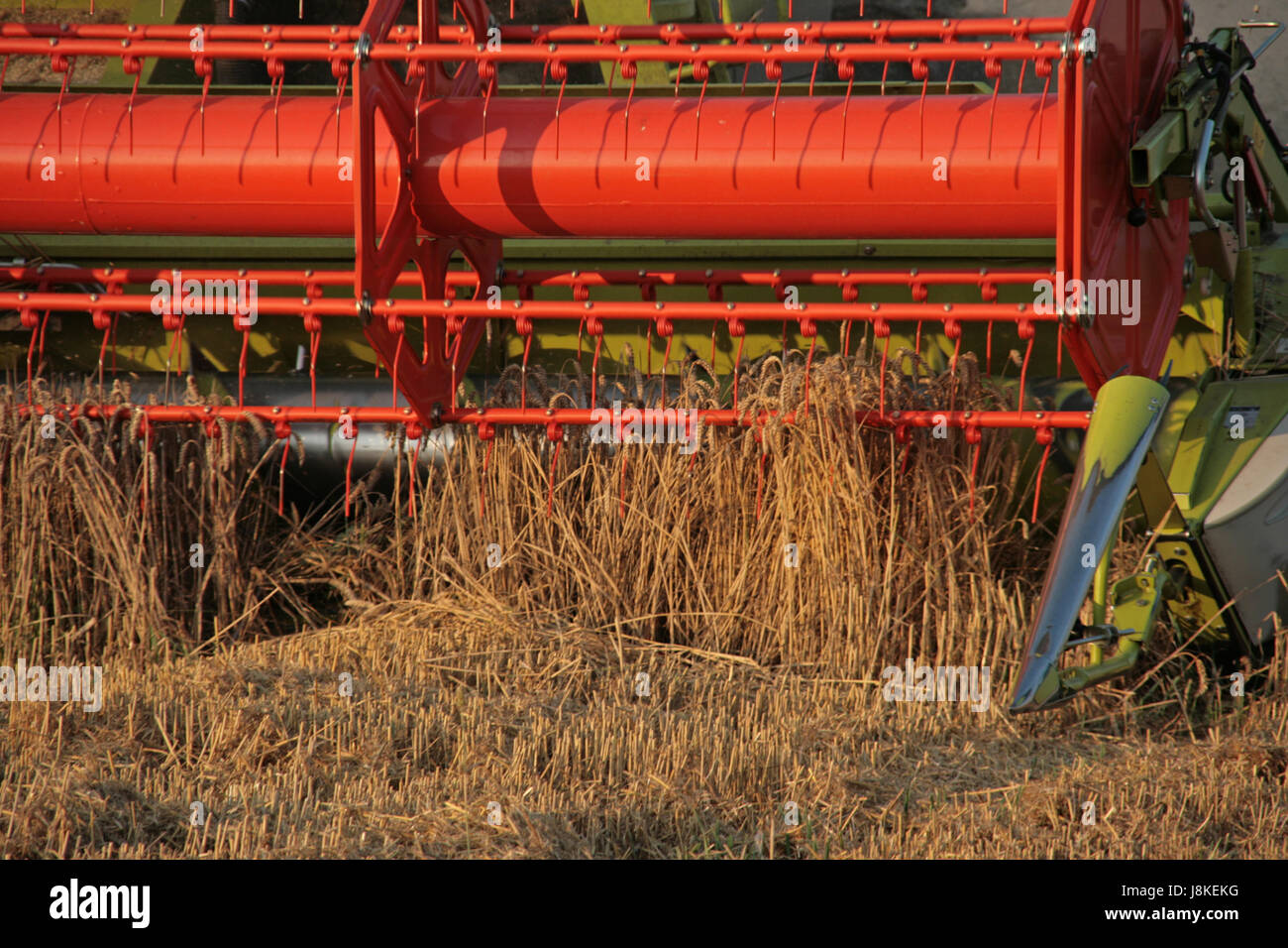 dust, grain, corn field, combine harvester, harvest, cereal, food ...
