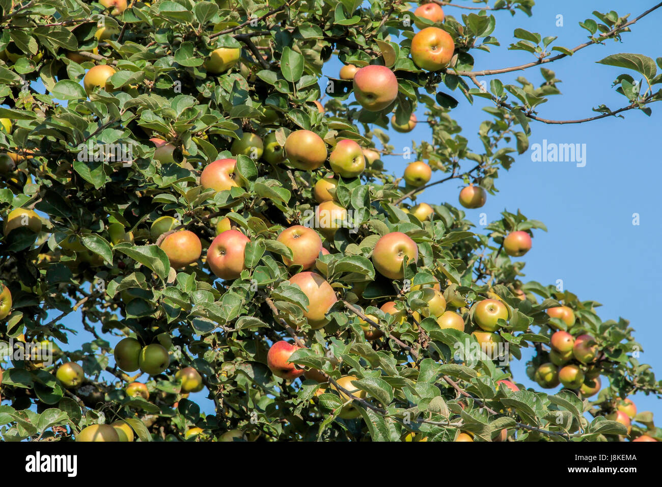 Apple tree boughs hi-res stock photography and images - Alamy