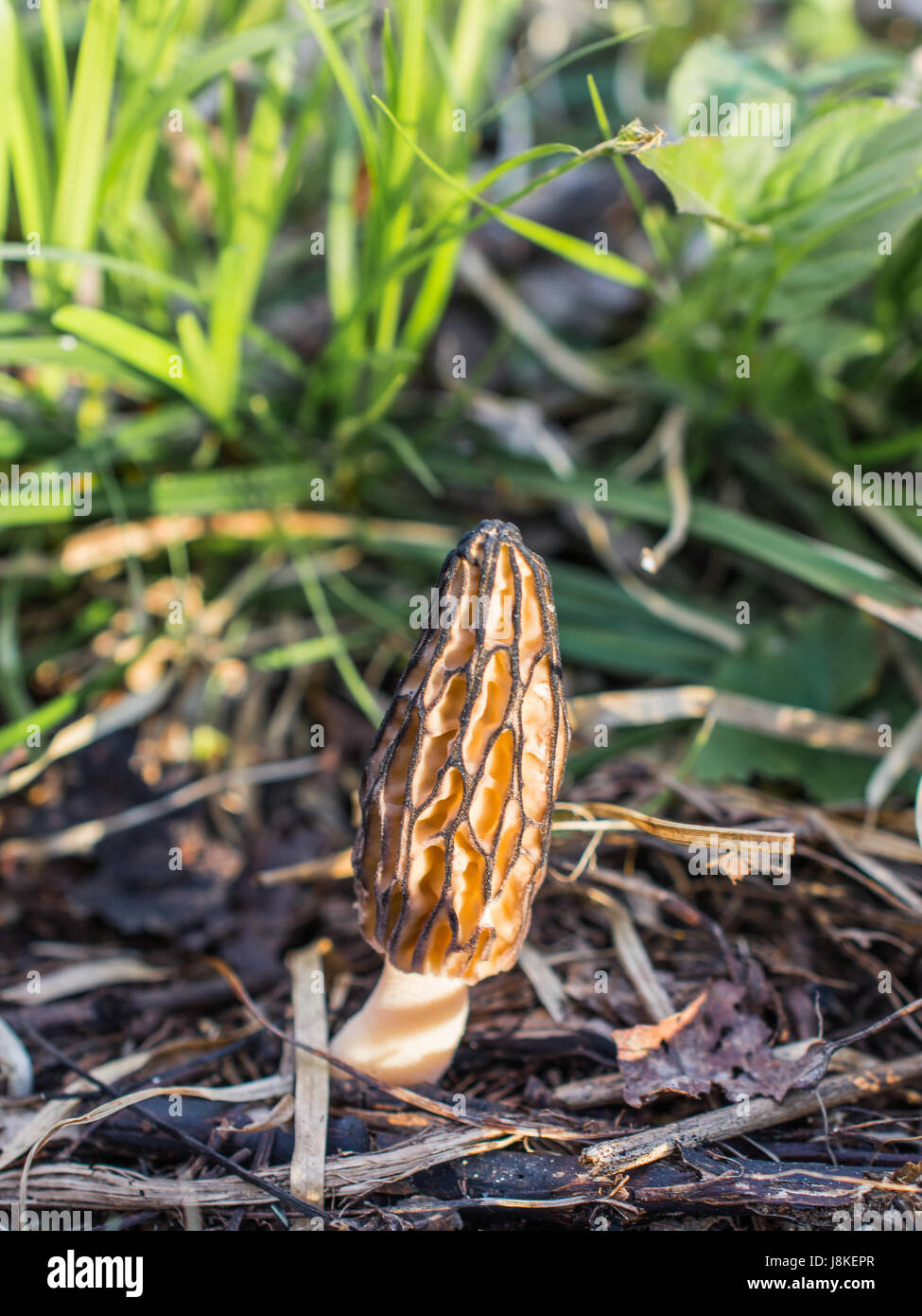 Morel Mushroom in Spring Stock Photo - Alamy