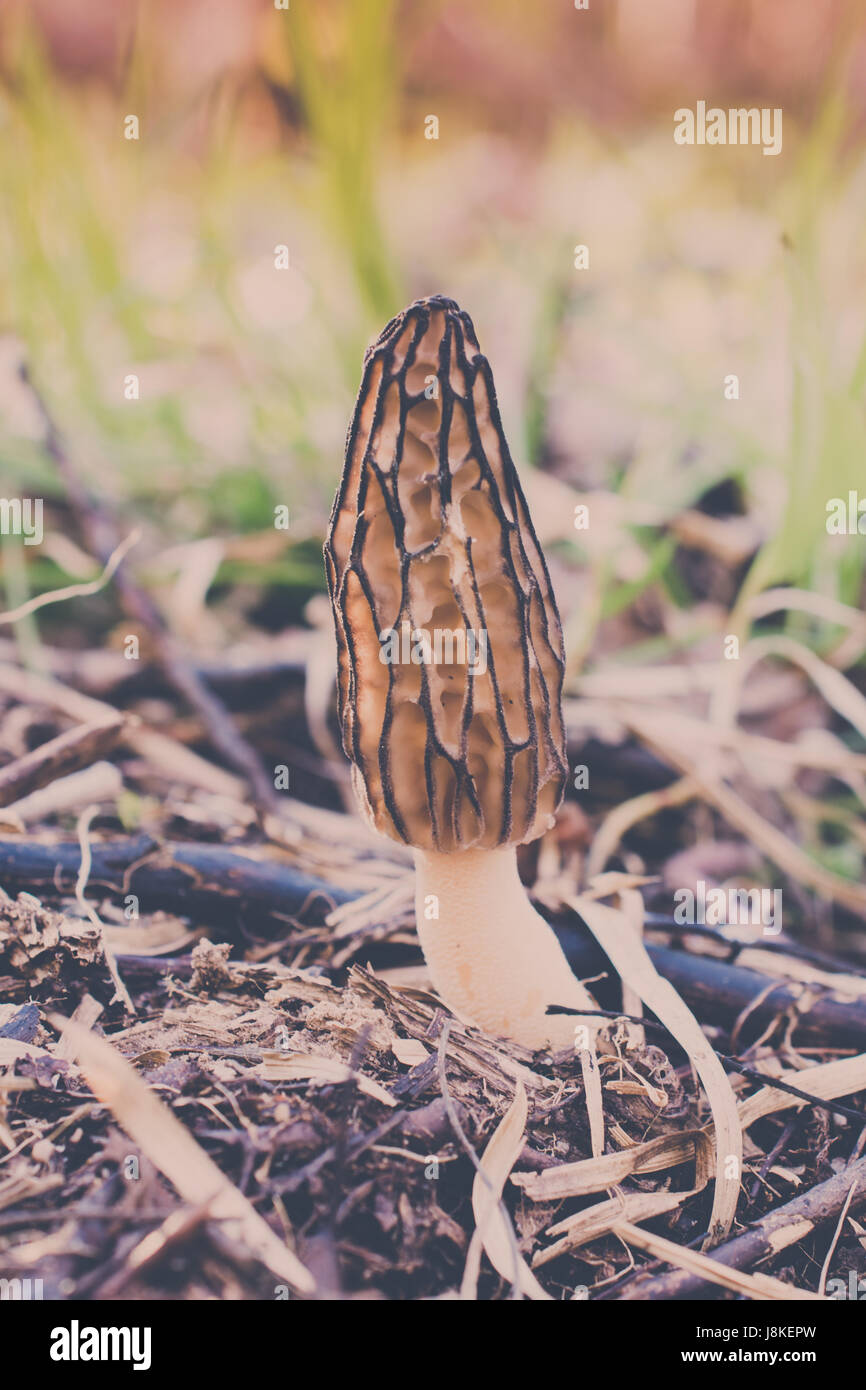 Spring Morel Mushroom Stock Photo - Alamy