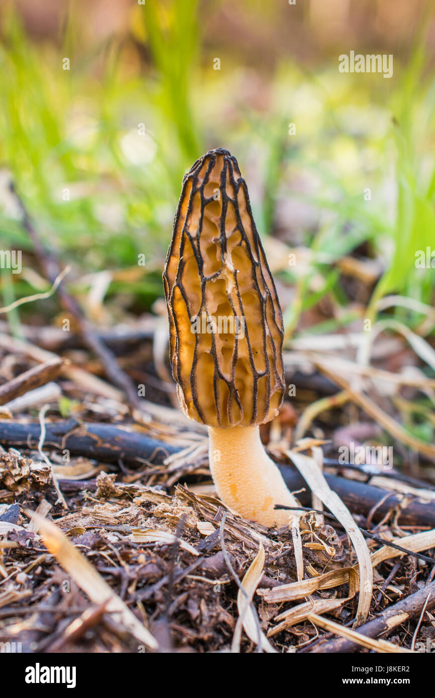 Morel on Sunny Spring Day Stock Photo - Alamy