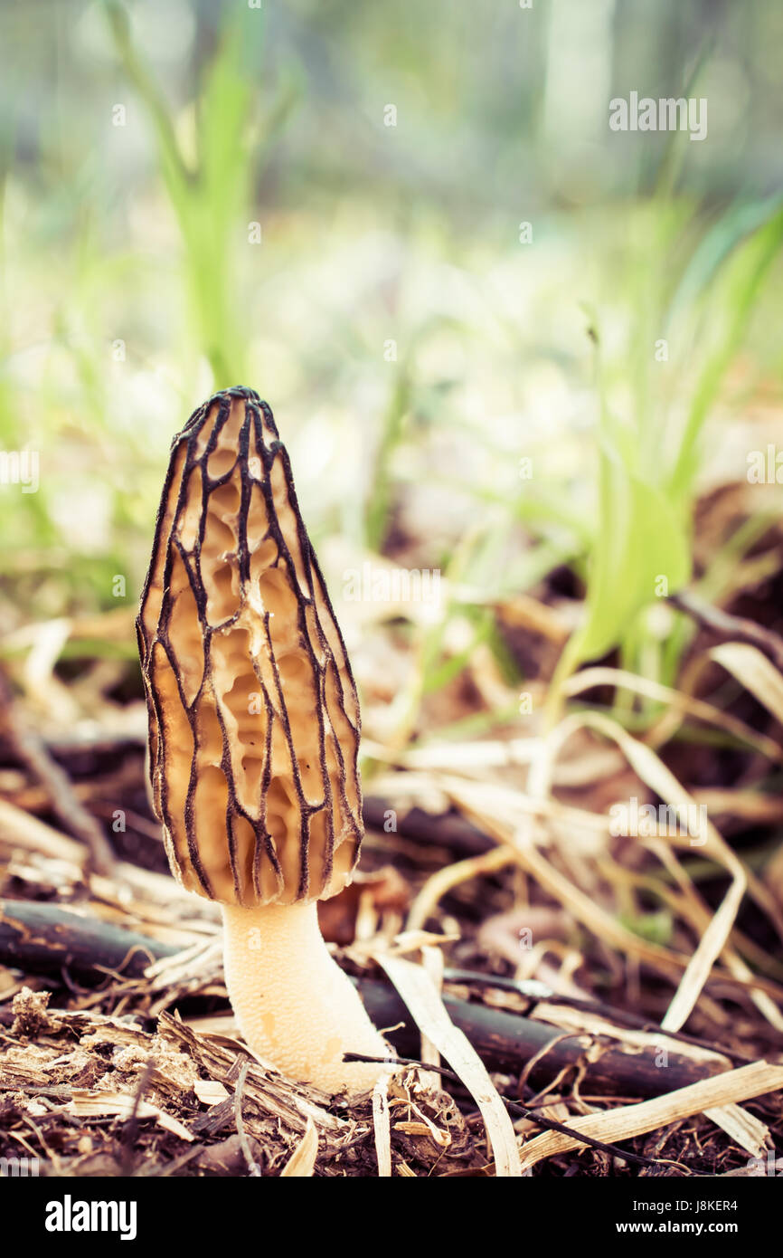 Morel Growing in Spring Stock Photo - Alamy
