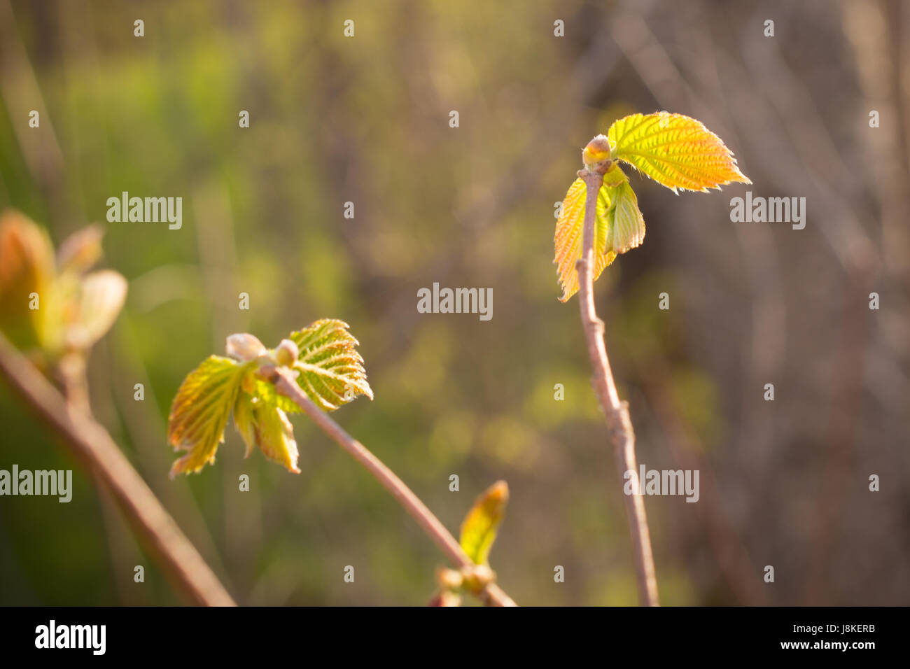 Corylus cornuta hi-res stock photography and images - Alamy