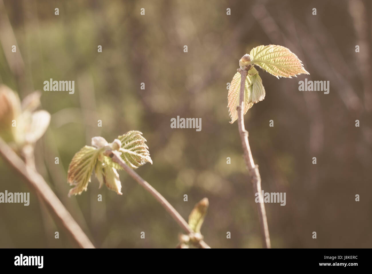 Corylus cornuta hi-res stock photography and images - Alamy