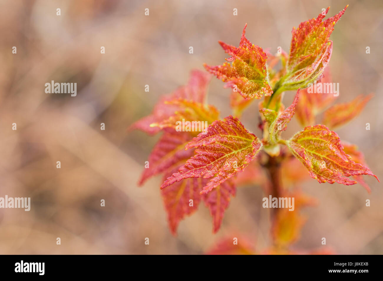Young Red Maple Leaves Stock Photo - Alamy