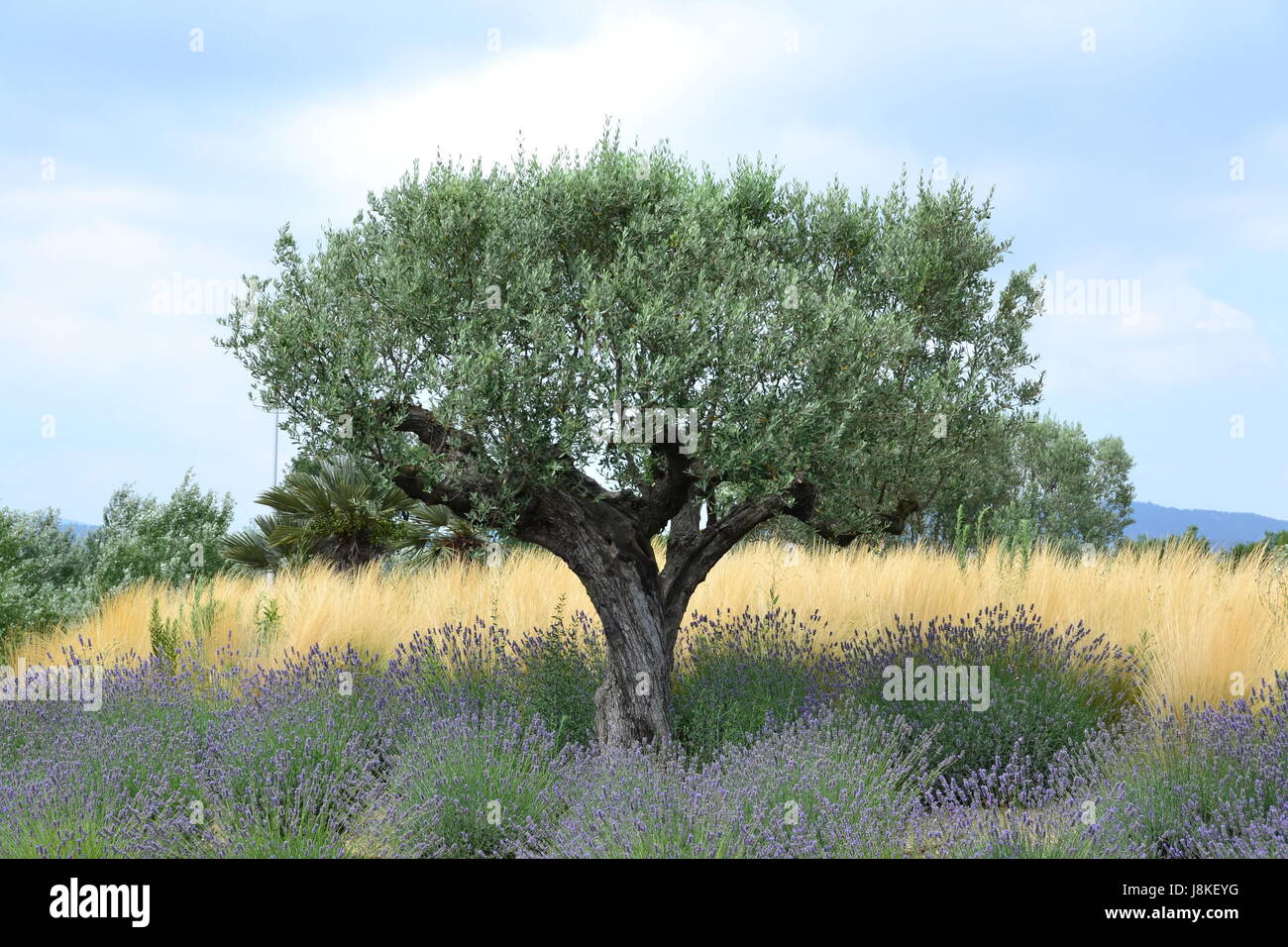 france, Provence, olive-tree, scenery, countryside, nature, france ...