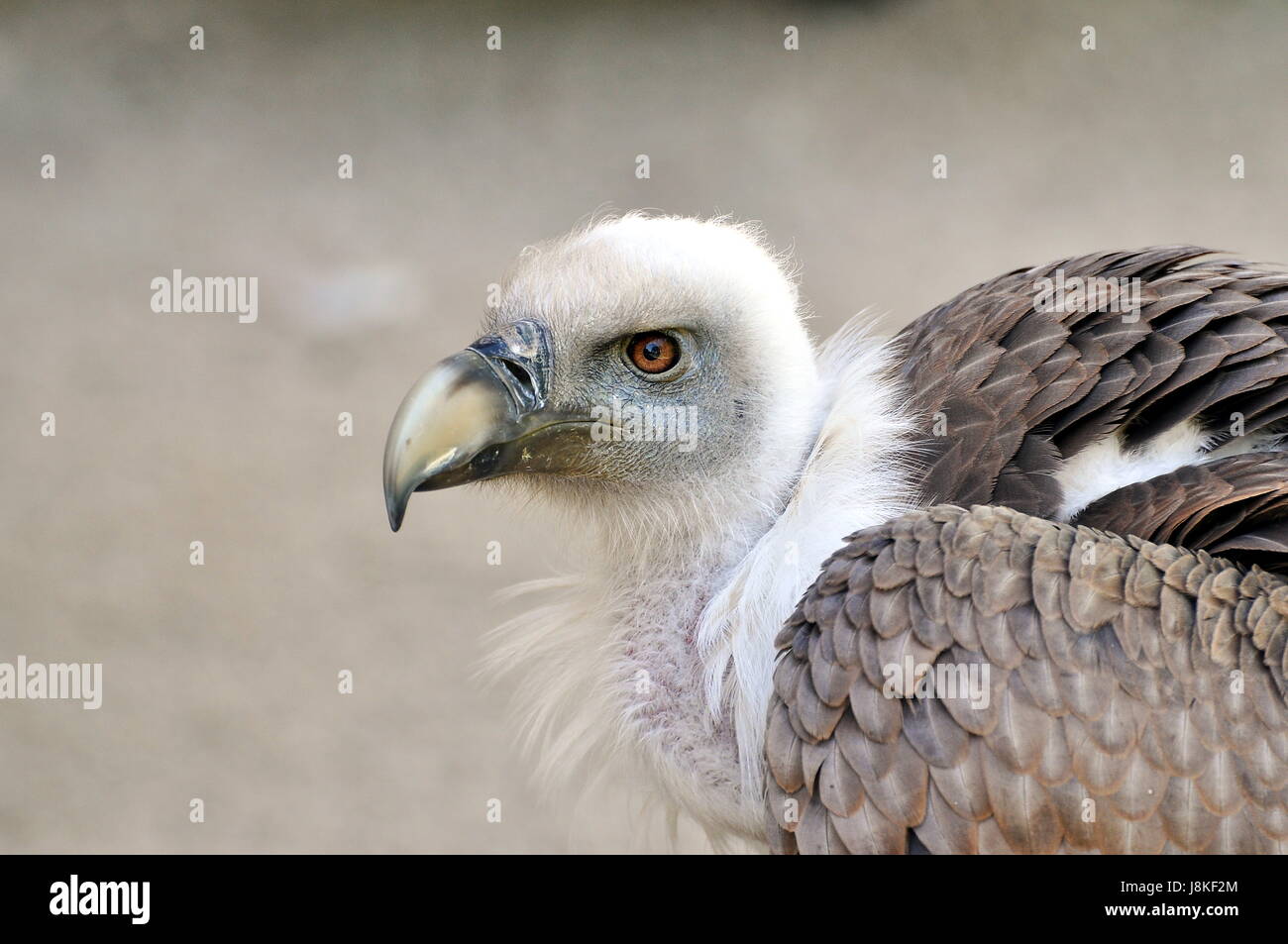 raptor, birds of prey, vulture, scavenger, raptor, birds of prey ...