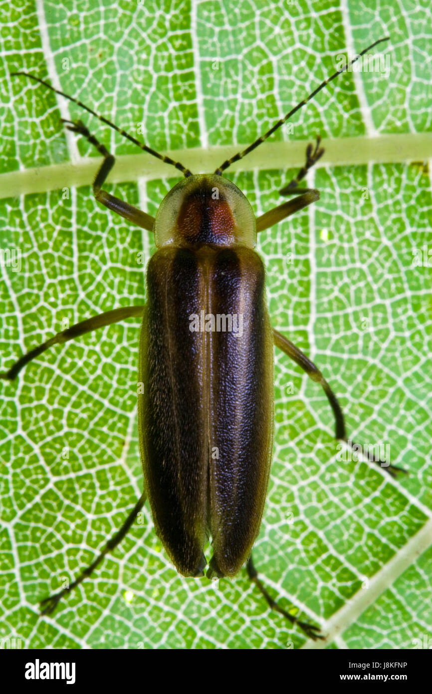 Luminous beetles hi-res stock photography and images - Alamy