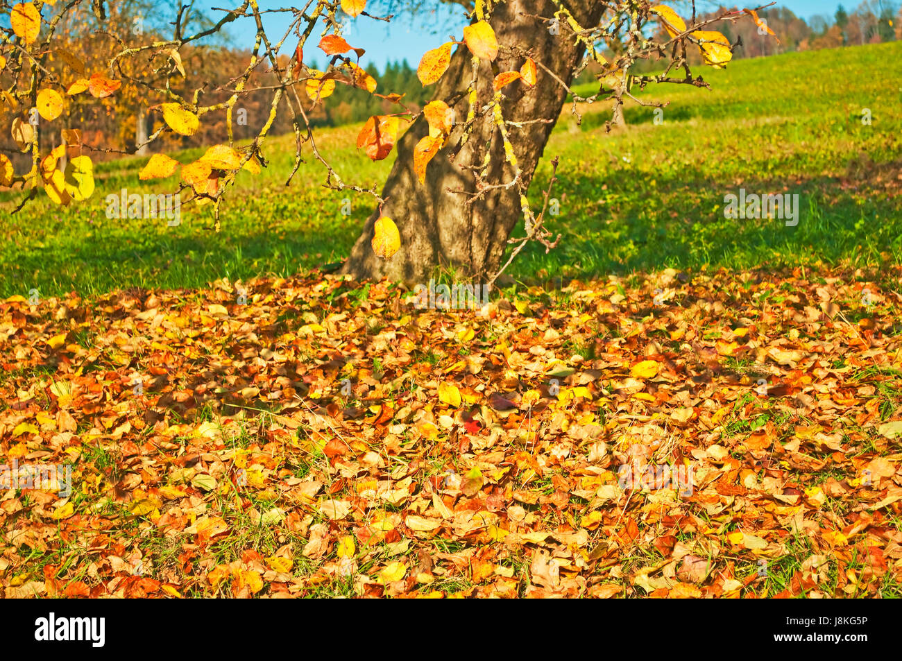 colour, autumnal, faded, fruit-tree, meadow, fall, autumn, blue ...