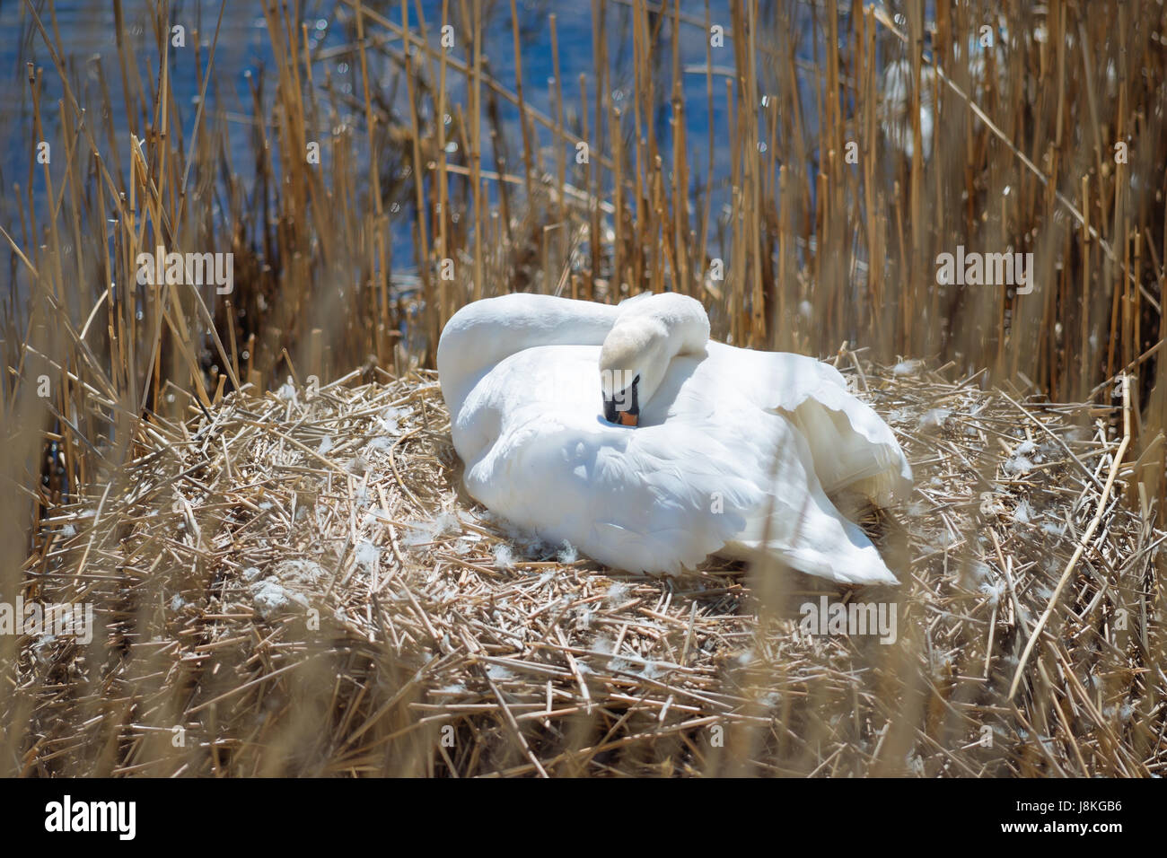 Mother mute swan sitting on her eggs in the nest Stock Photo - Alamy