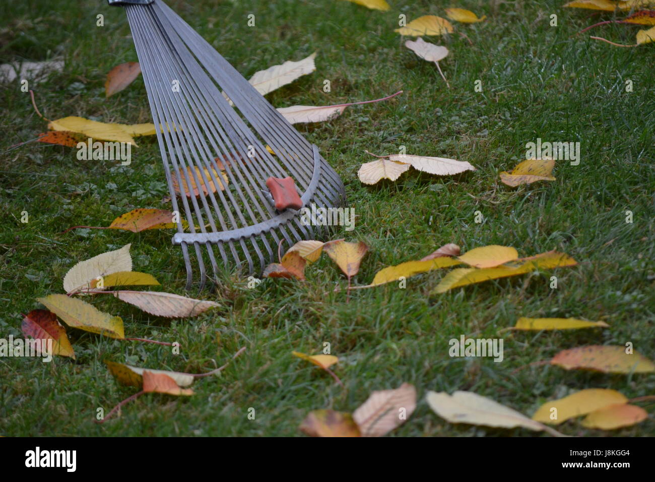 garden, leaves, autumn foliage, gardening, gardens, rake, lawn, green ...