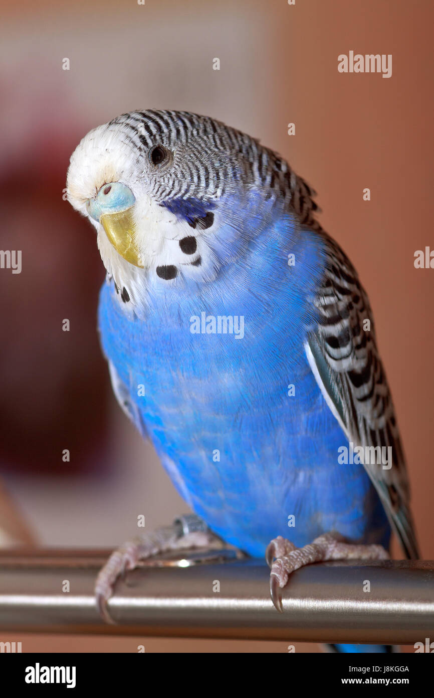 blue, detail, pet, portrait, wing, feathers, feathering, blue, detail ...