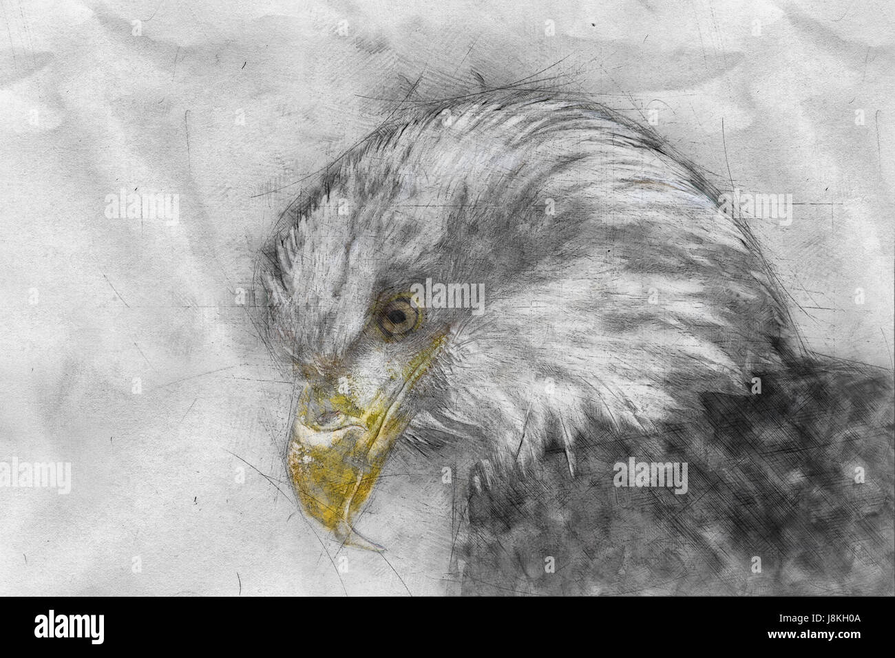 Sketch of an american whitehead eagle Stock Photo - Alamy