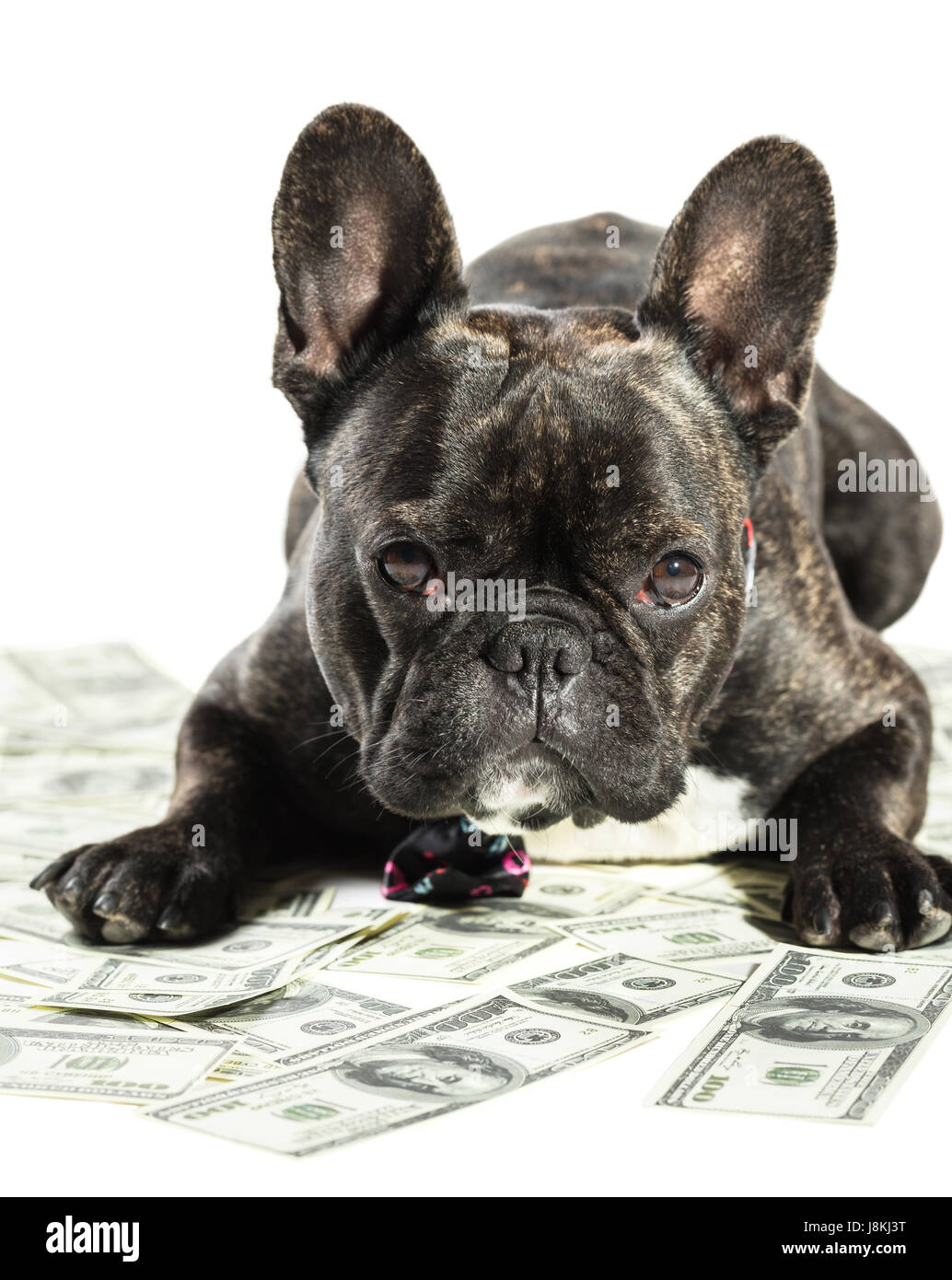 French bulldog lying on Cut Out Stock Images & Pictures - Alamy