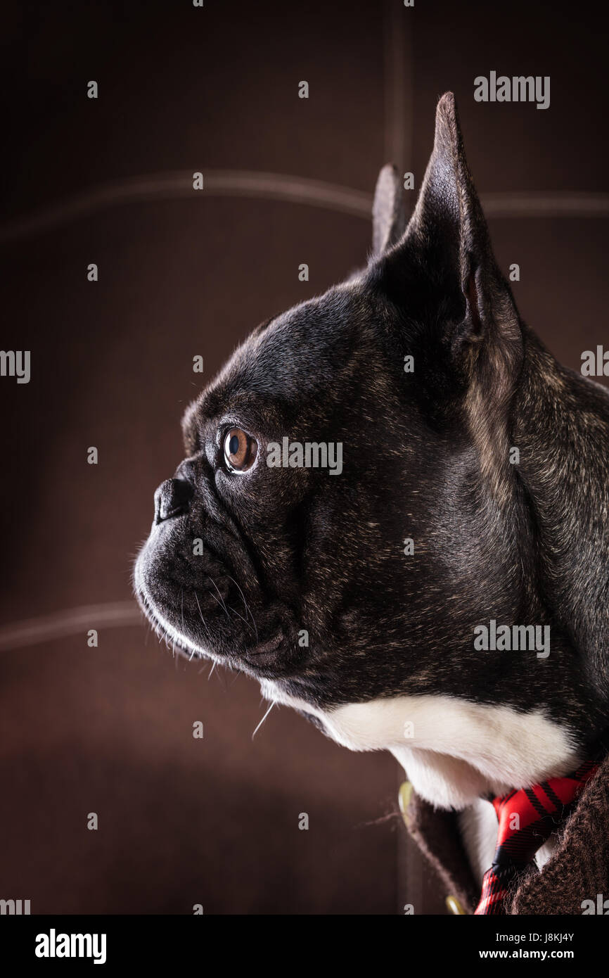 French bulldog dressed in sweater and tie portrait Stock Photo - Alamy