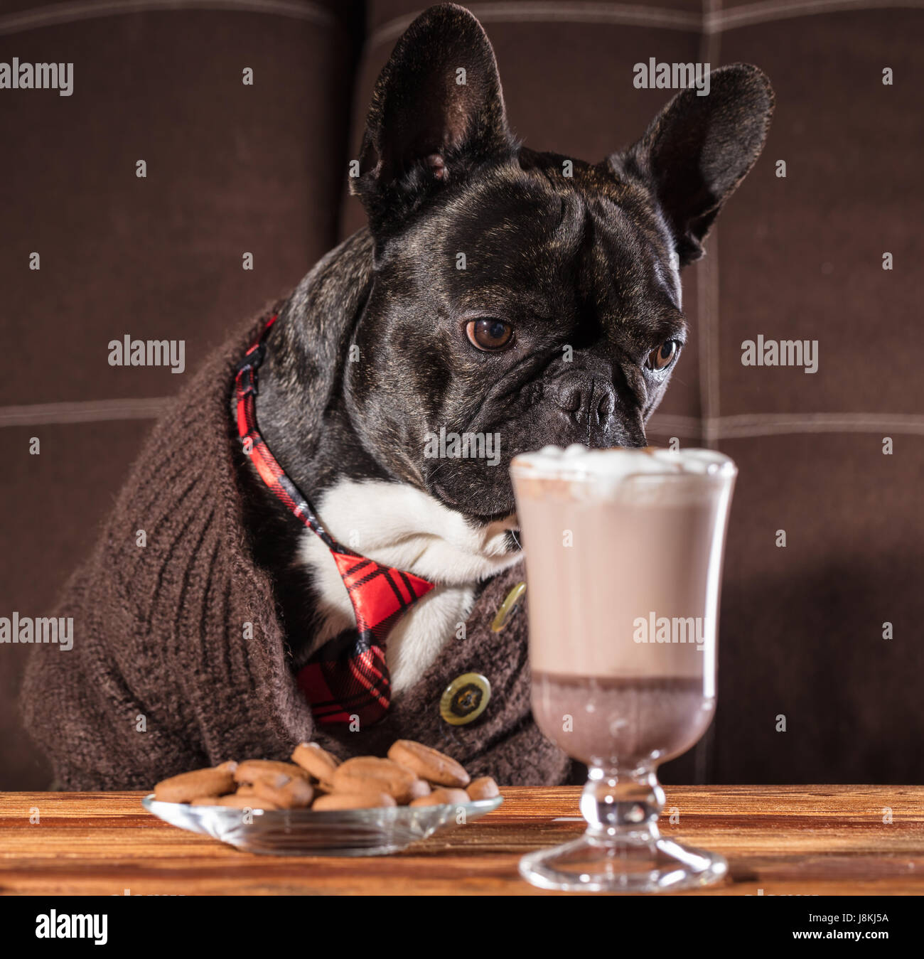 Are Dogs Allowed Hot Chocolate
